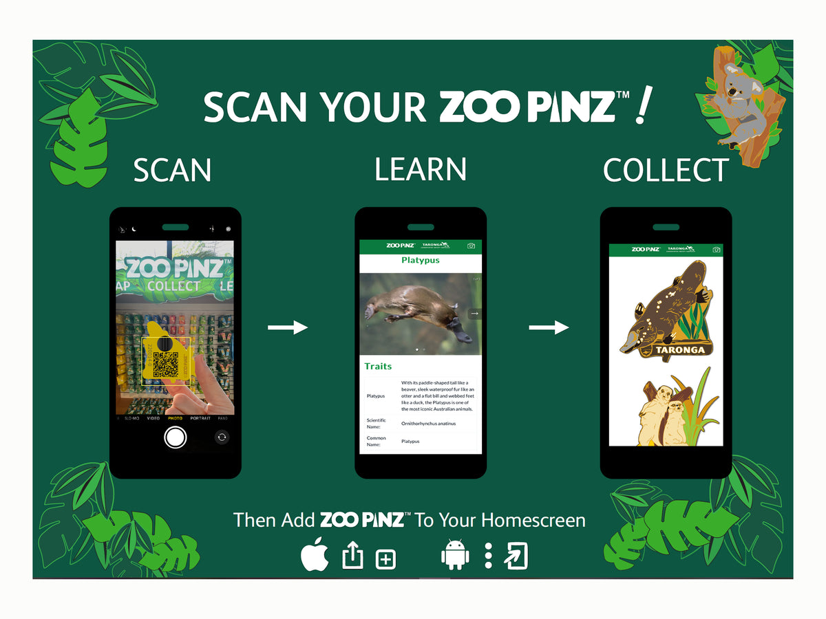 African Lion ZooPinz – Taronga Zoo Shop